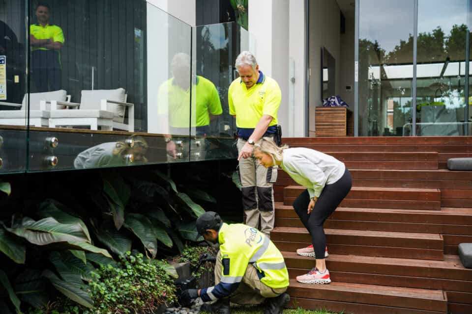 Identifying & Getting Rid Of Common Household Pests - PestOz